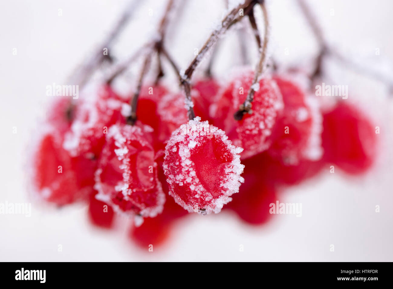 Frost winter leaf hi-res stock photography and images - Alamy