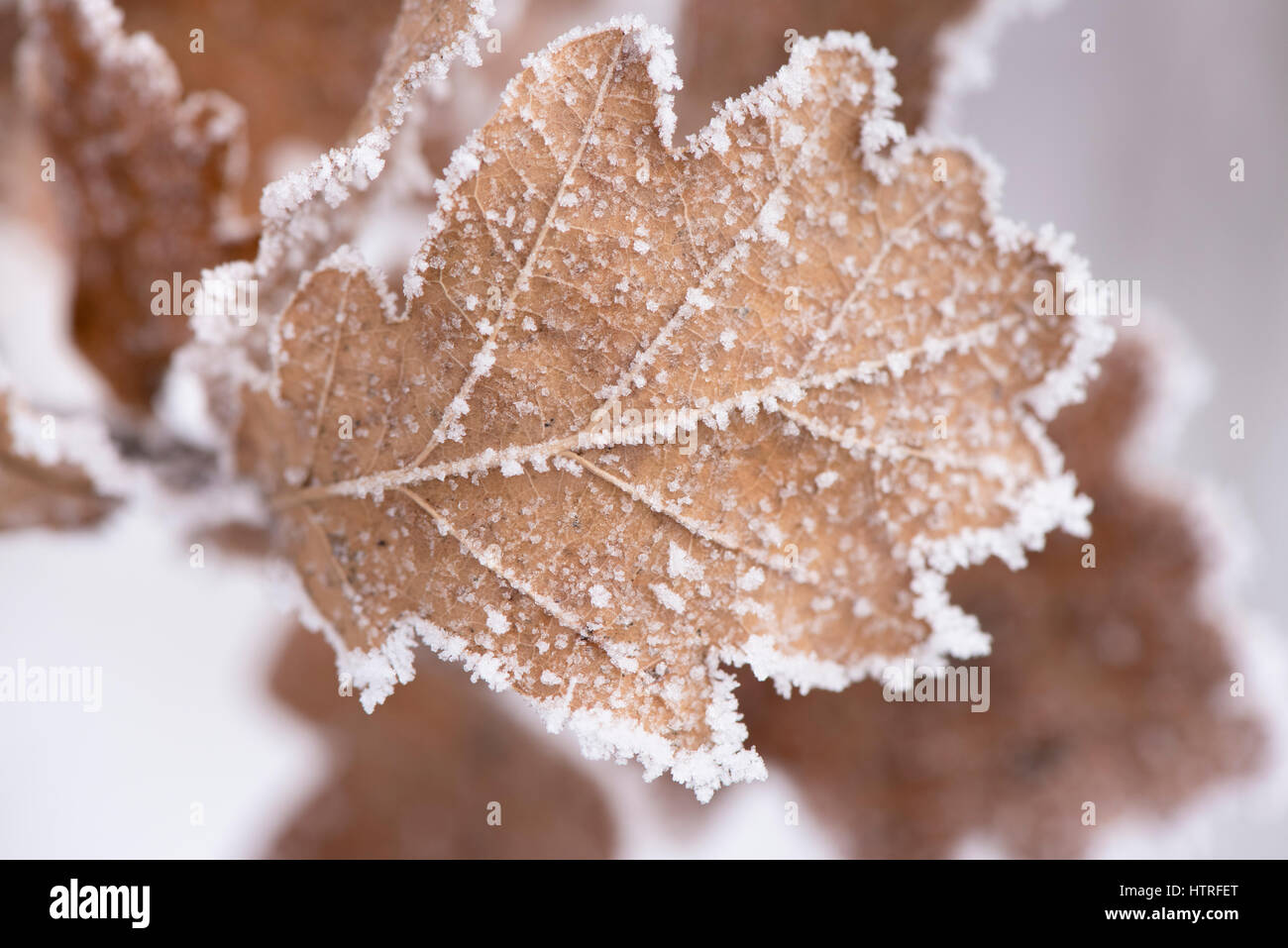 leaves with frost and ice at very cold winter day Stock Photo - Alamy