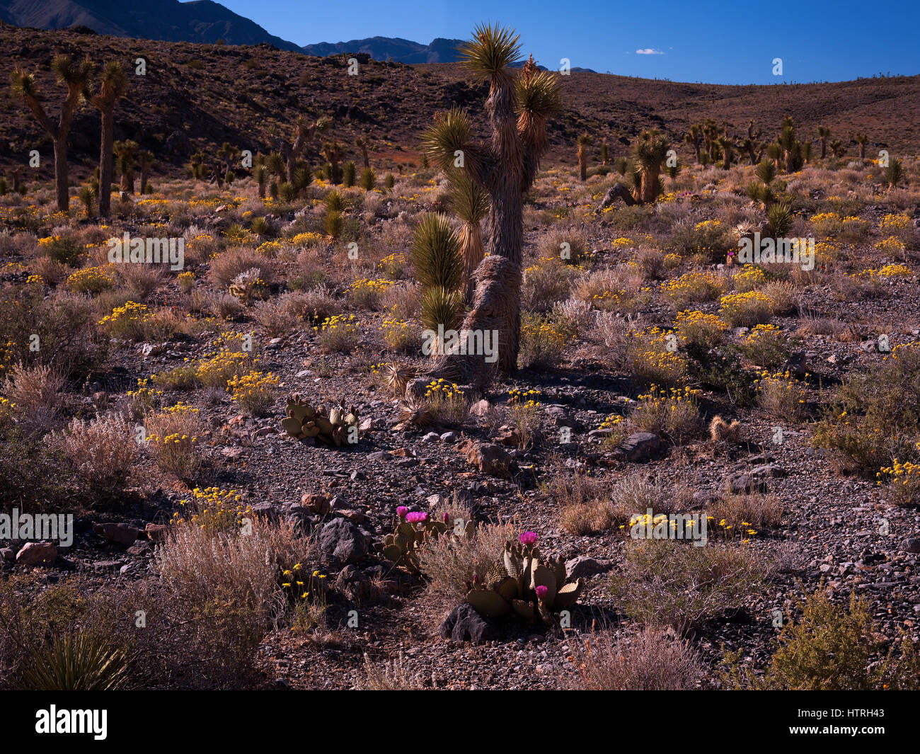 Death Valley Desert Stock Photo - Alamy