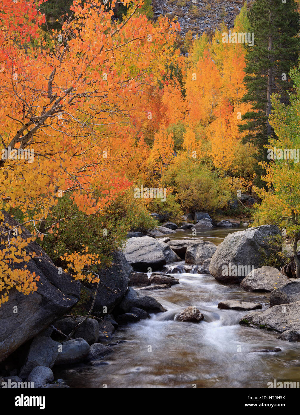 Fall and Autumn Detail Stock Photo - Alamy