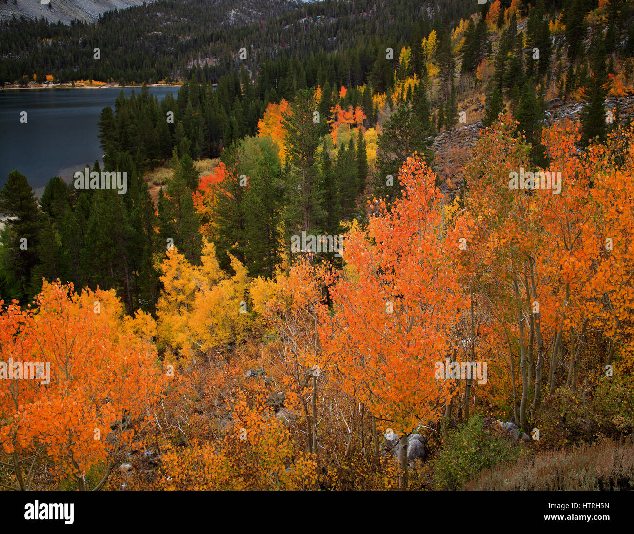 Fall season icon hi-res stock photography and images - Alamy