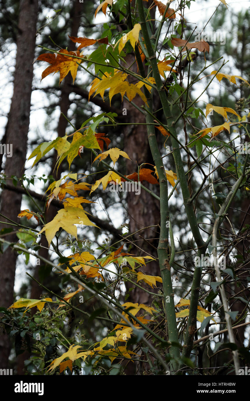 Maple leaf form tree in Dalat jungle, Vietnam, an autumn leaf just grow ...