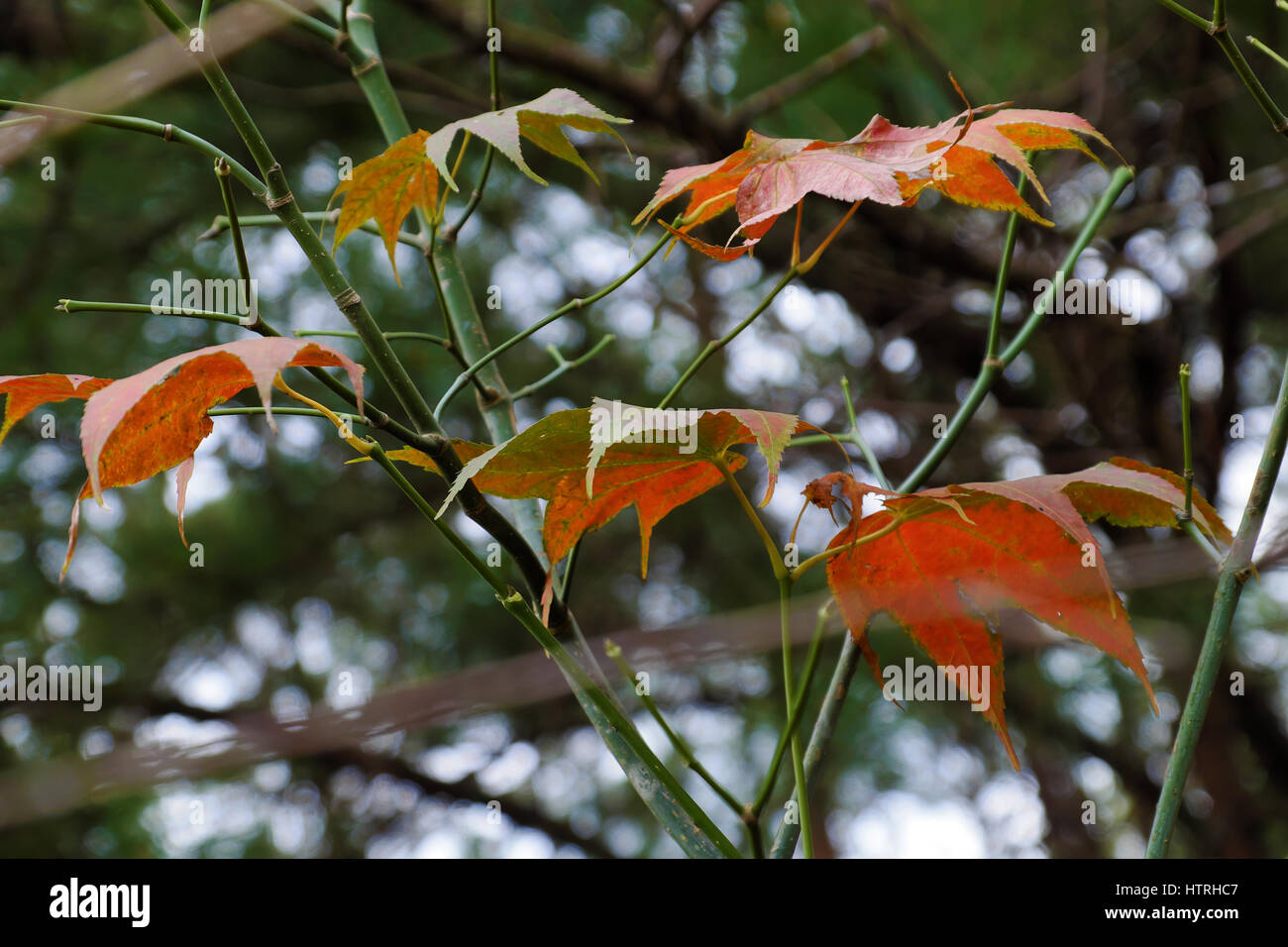 Maple leaf form tree in Dalat jungle, Vietnam, an autumn leaf just grow ...