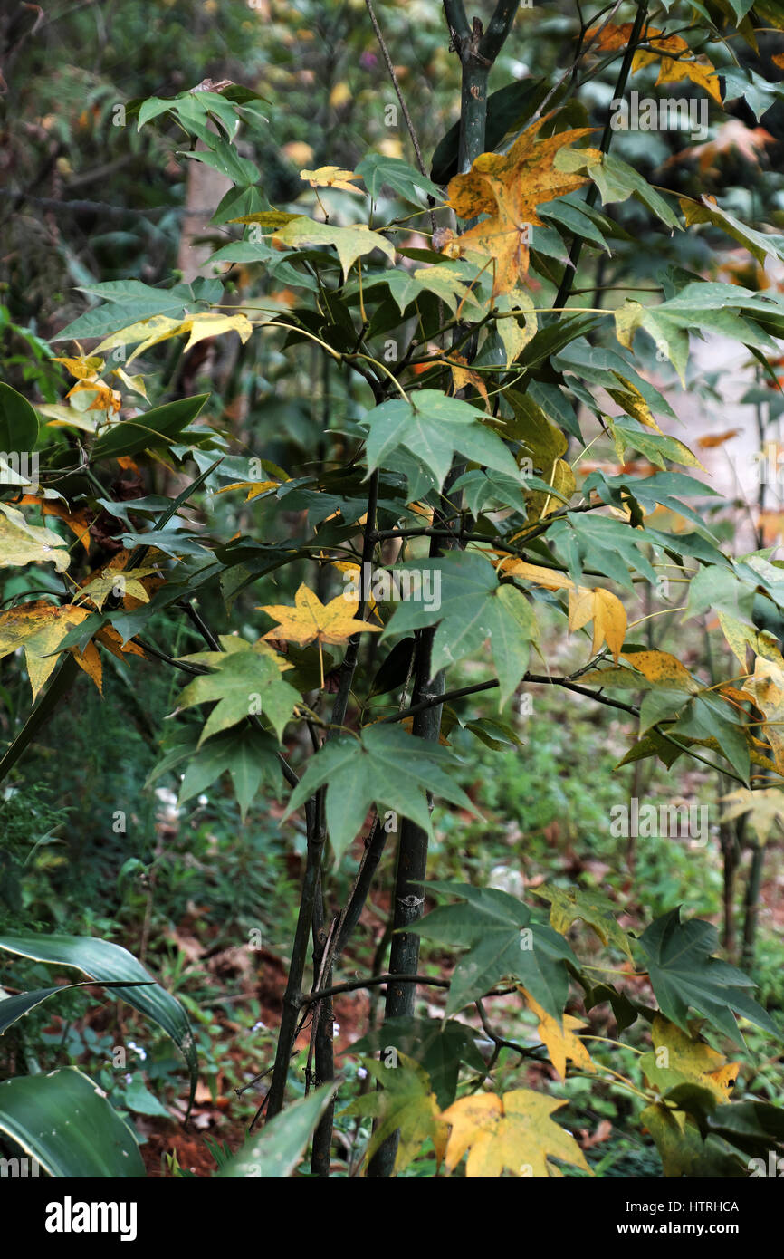 Maple leaf form tree in Dalat jungle, Vietnam, an autumn leaf just grow ...