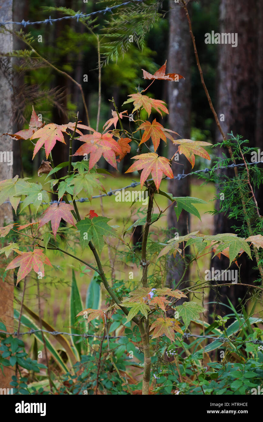 Maple leaf form tree in Dalat jungle, Vietnam, an autumn leaf just grow ...