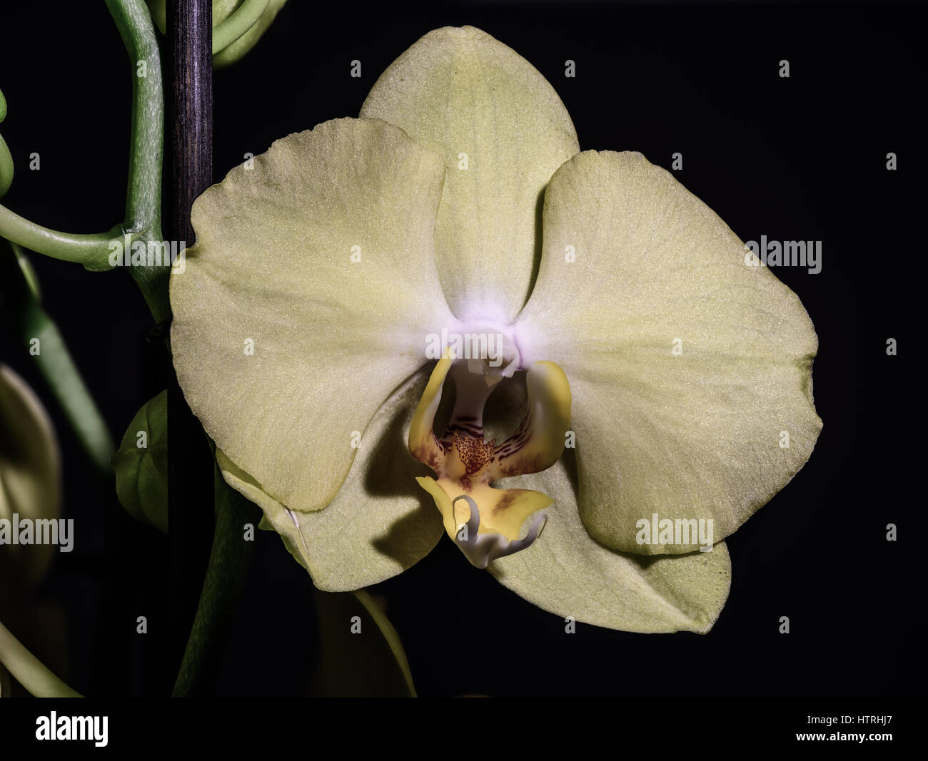 isolated pale yellow orchid blossom,green stem,macro on black ...