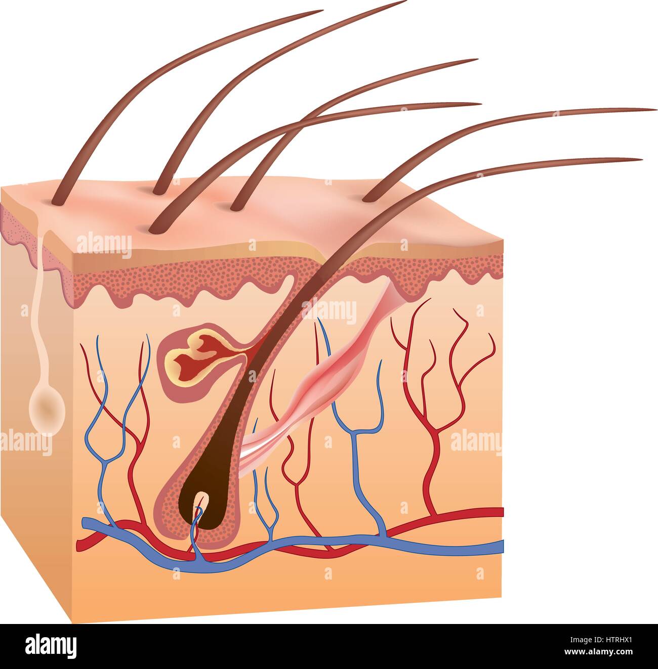 Human Hair Anatomy