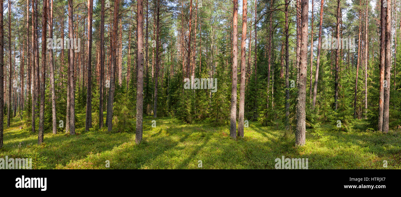 Panoramic view of boreal forest on a summer day Stock Photo - Alamy