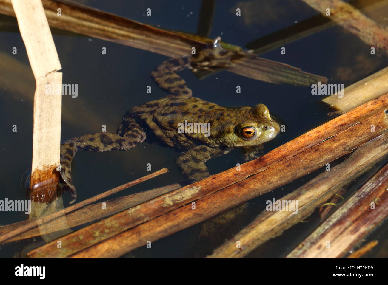 Common Toad swimming in a pond Stock Photo - Alamy