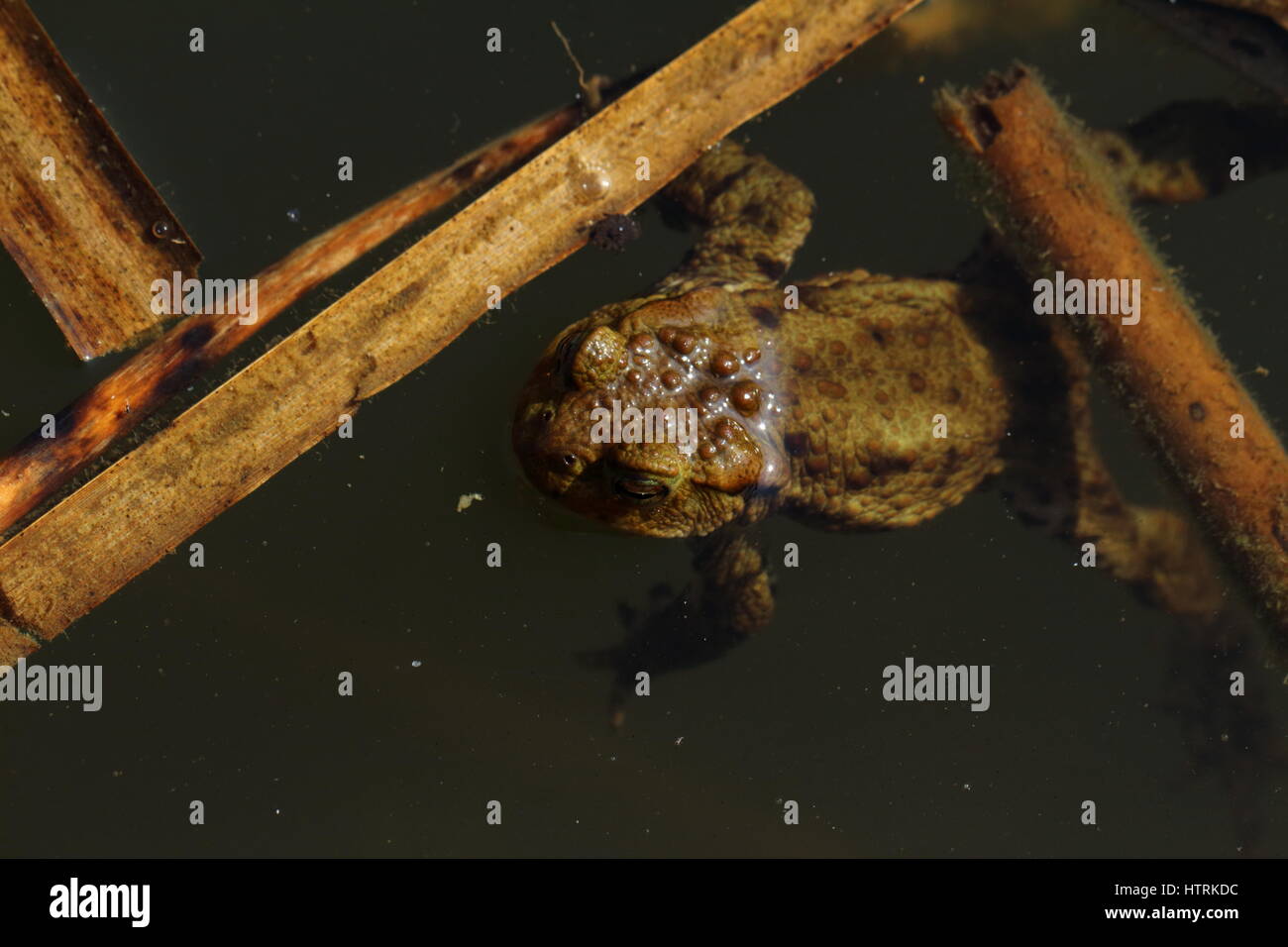 Common Toad swimming in a pond Stock Photo - Alamy