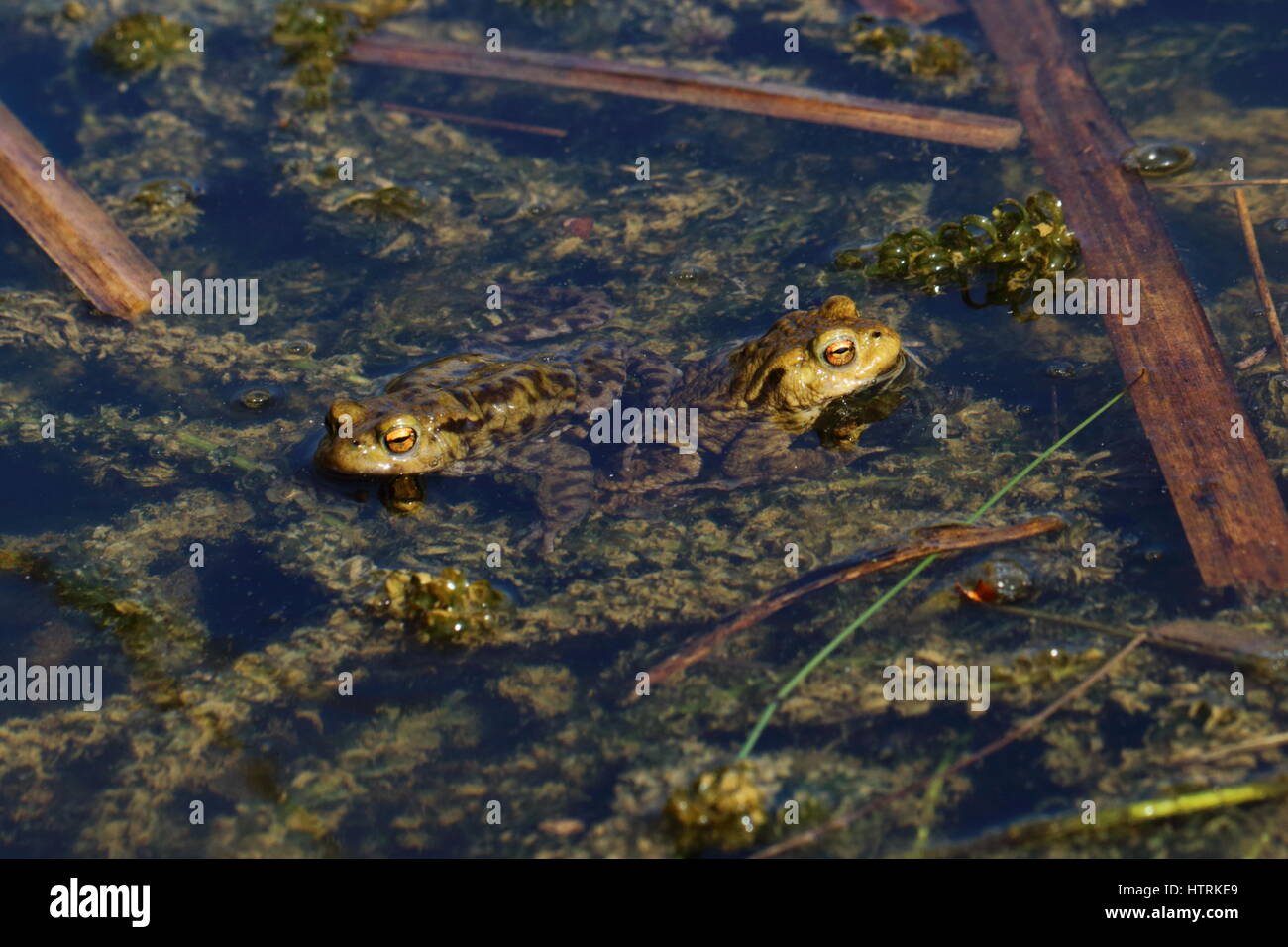 Pair of Common Toads peering above water weed Stock Photo - Alamy
