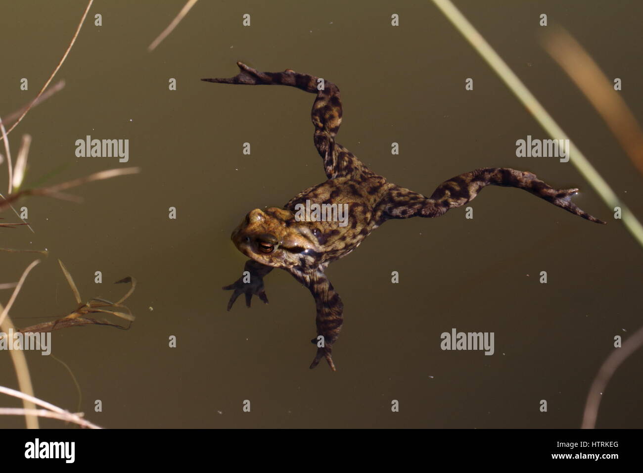 Toad swimming hi-res stock photography and images - Alamy