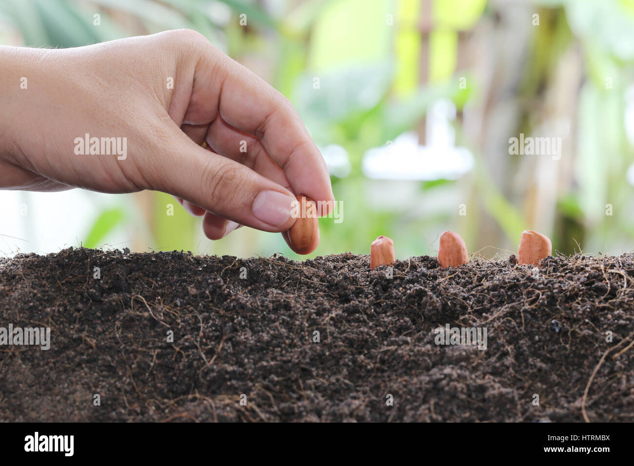 Man hands planting seeds into the ground,idea of starting activity and ...