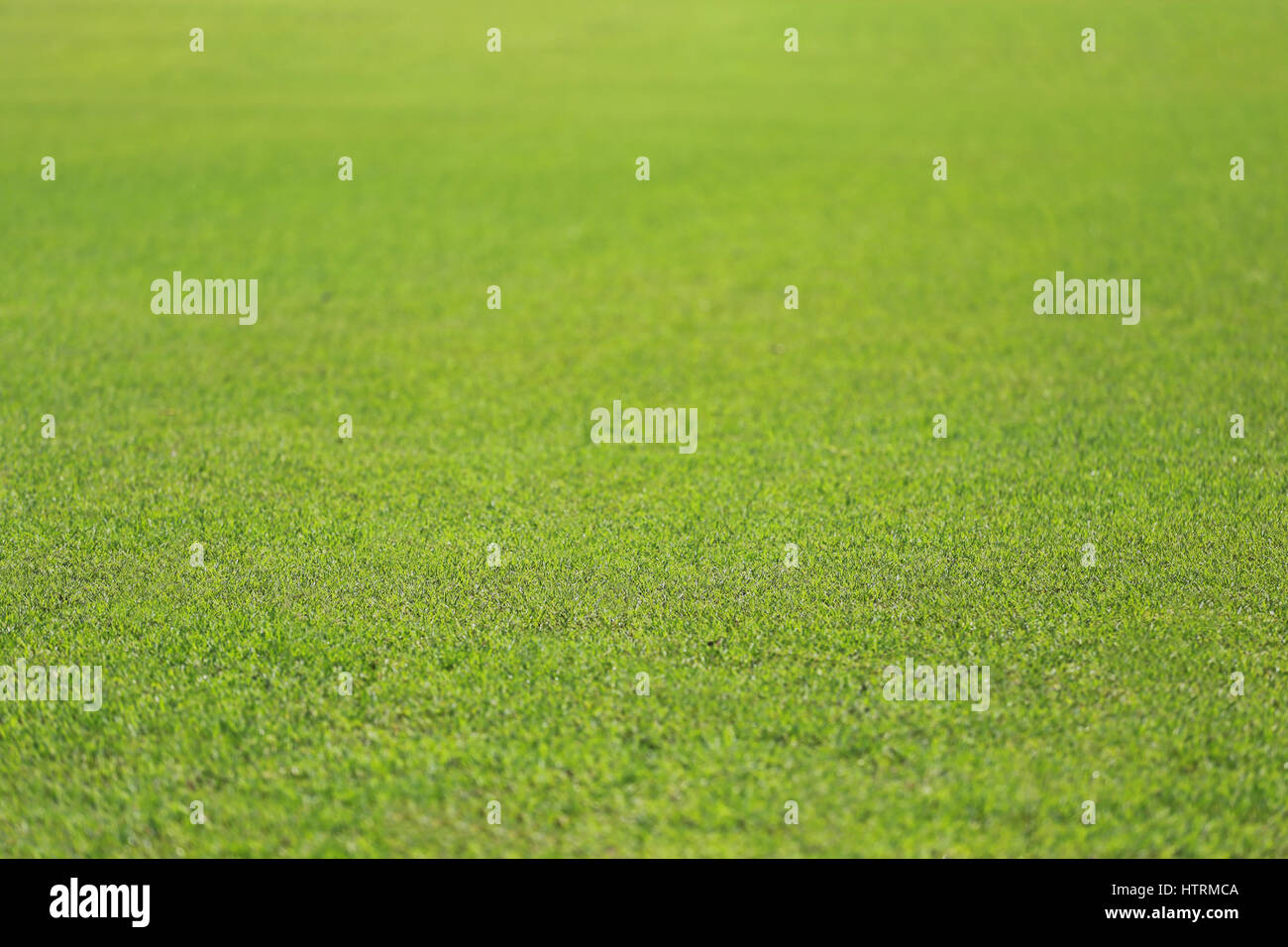 green lawn of the public park,Low angle view selecting areas of focus ...