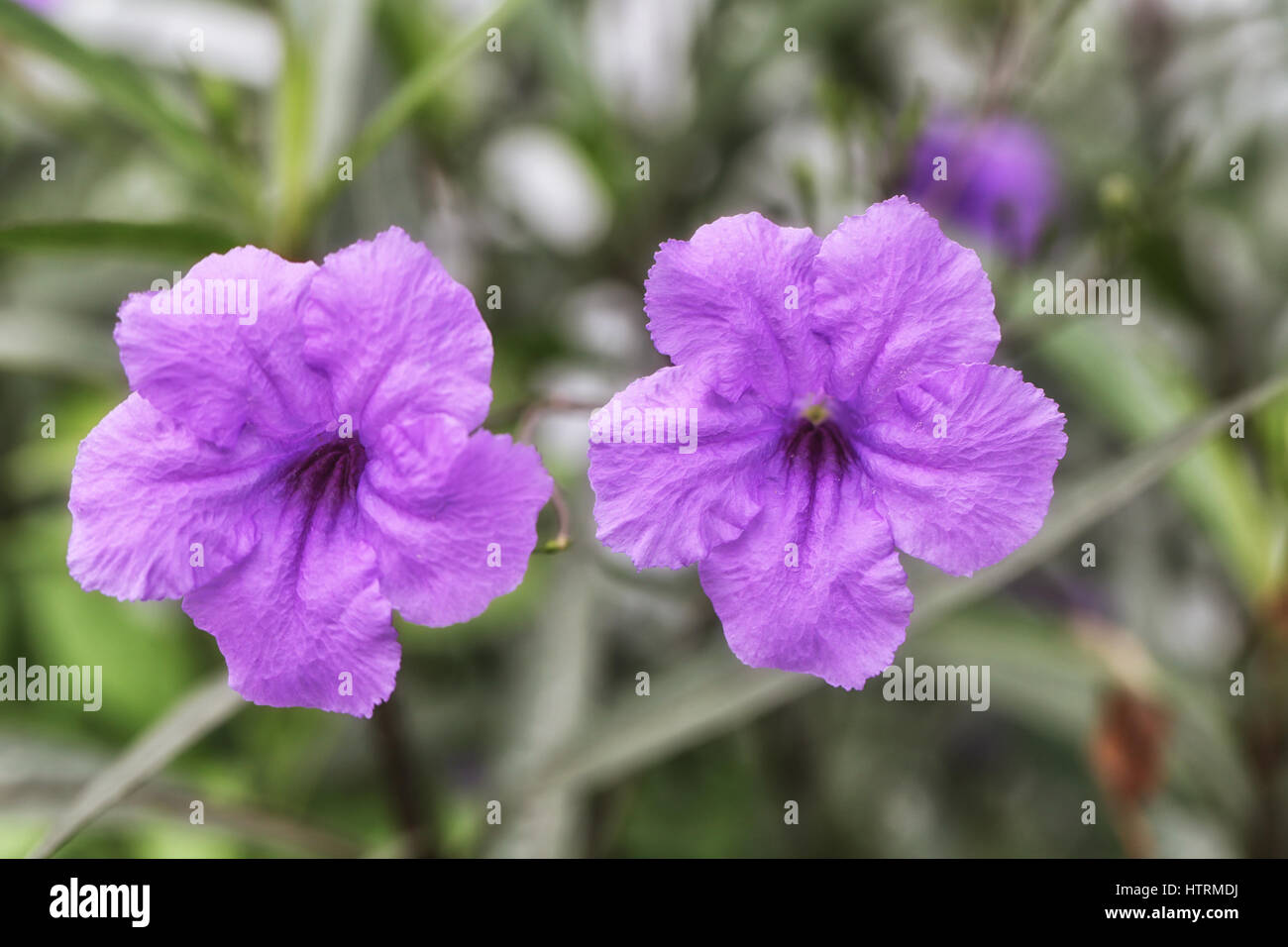 Purple flower of minnieroot or popping pod in the flora garden,Tropical ...