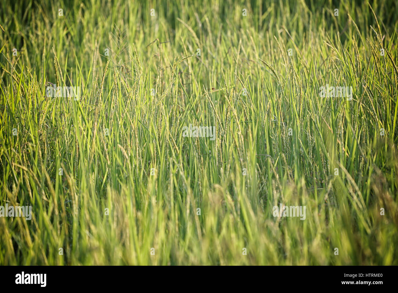 Rice plant near harvest time and evening sunlight,Agricultural lands in ...