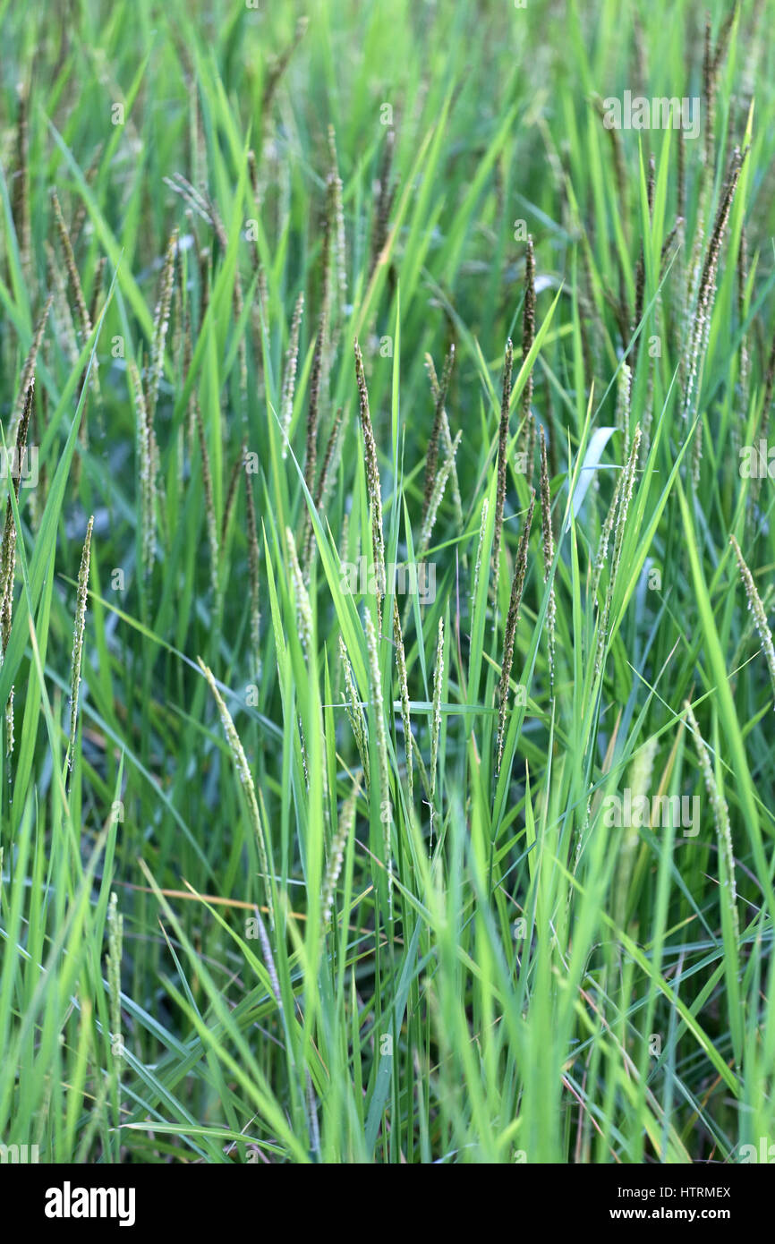 Rice plant near harvest time and evening sunlight,Agricultural lands in ...