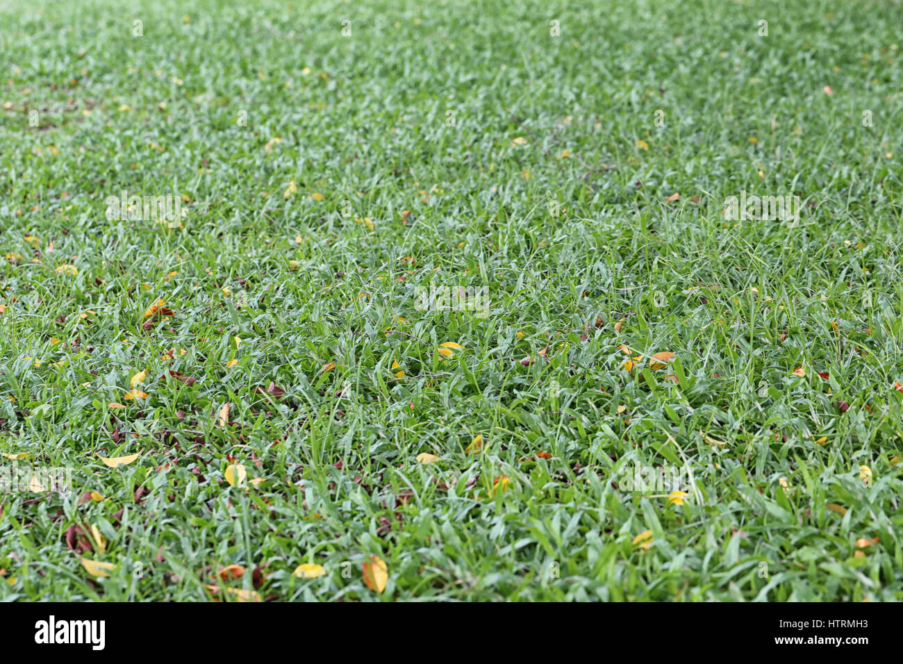 green lawn of the public park,Low angle view selecting areas of focus ...