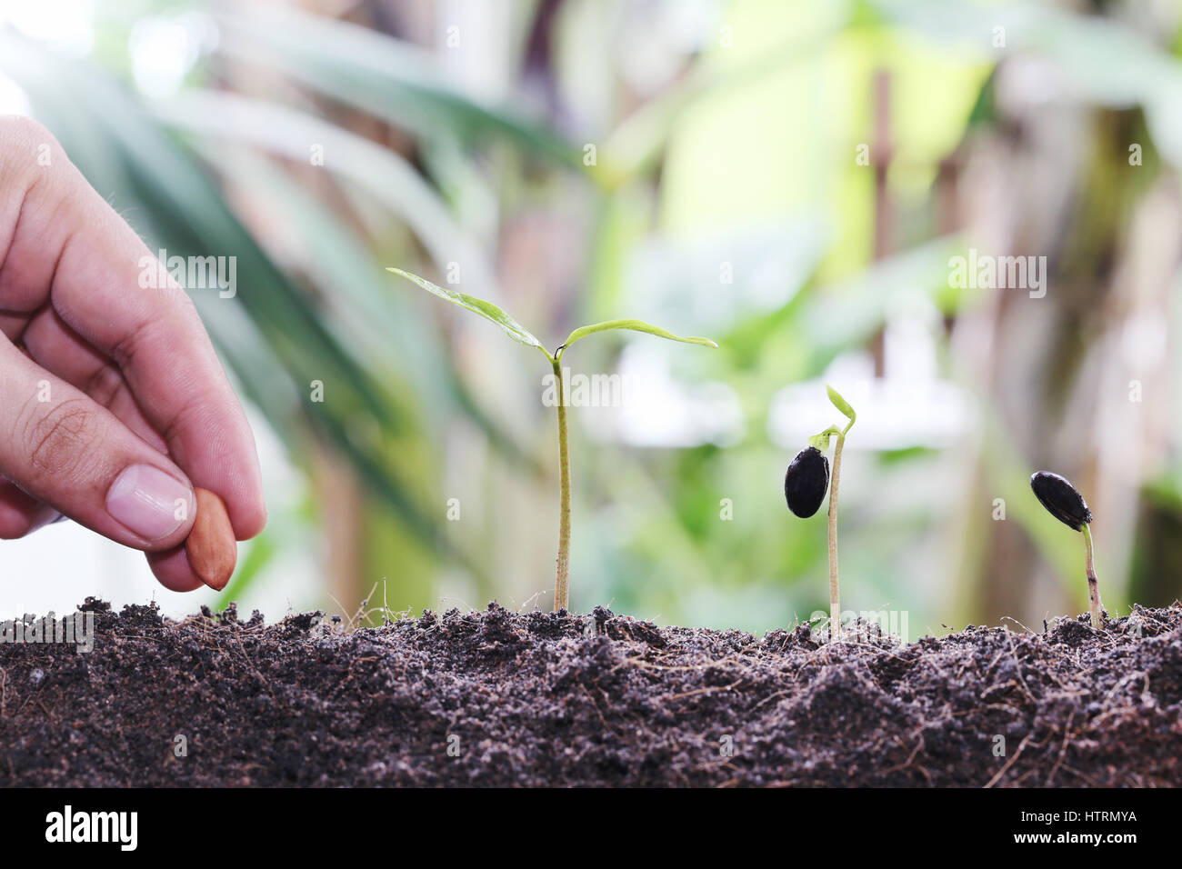 Man hands planting seeds into the ground,idea of starting activity and ...