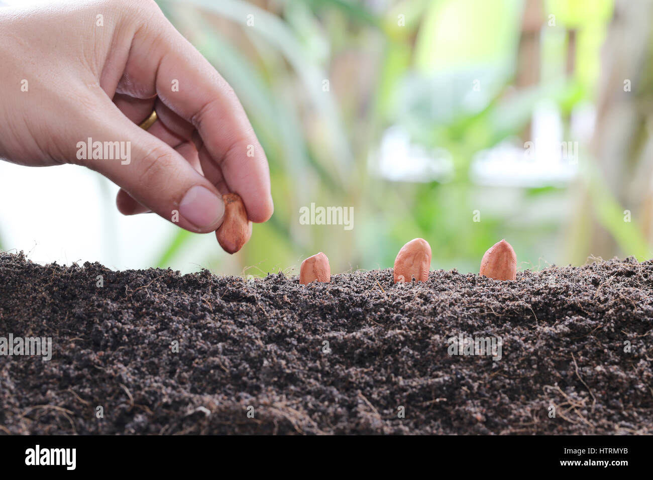 Man hands planting seeds into the ground,idea of starting activity and ...