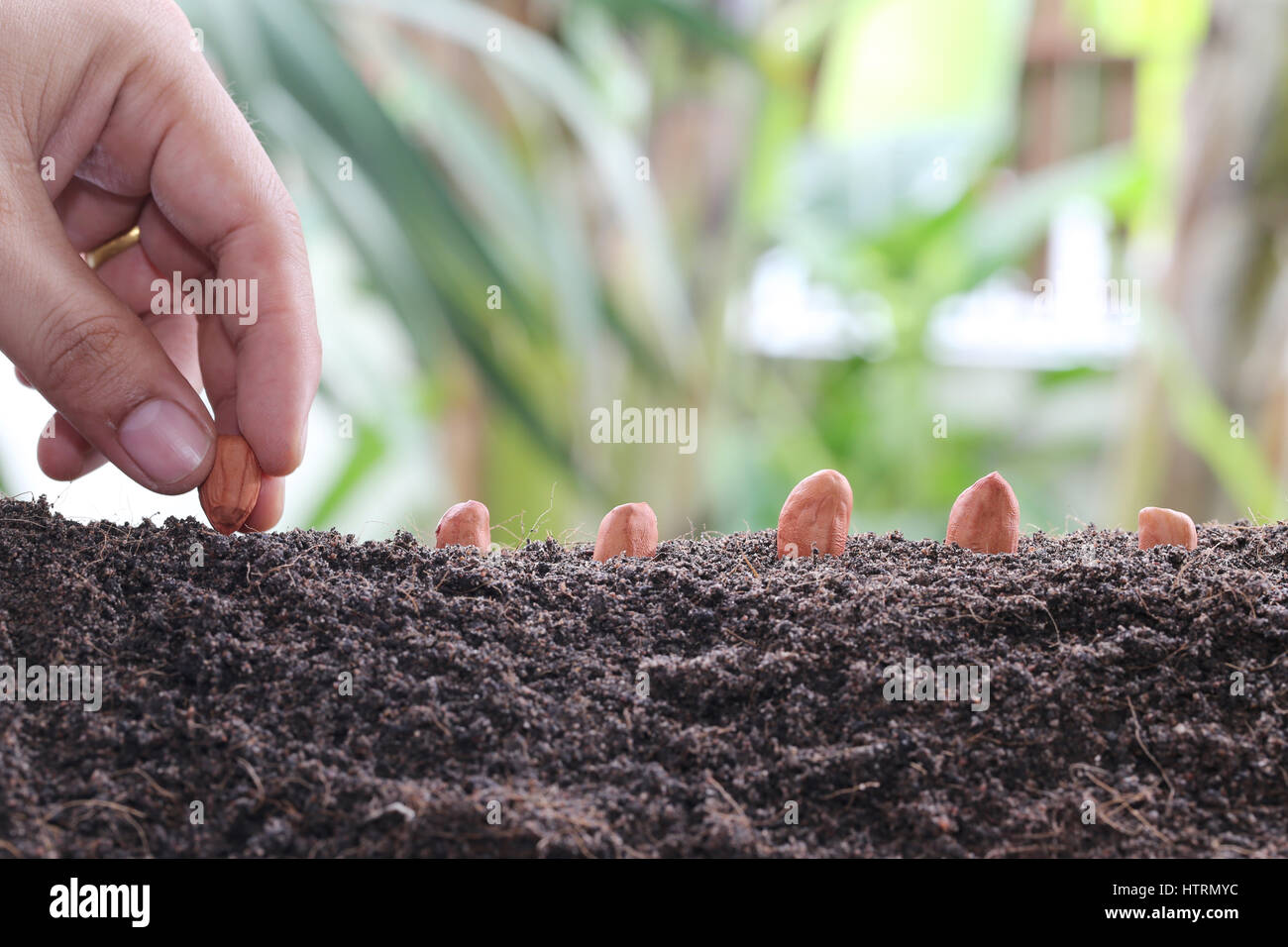 Man hands planting seeds into the ground,idea of starting activity and ...