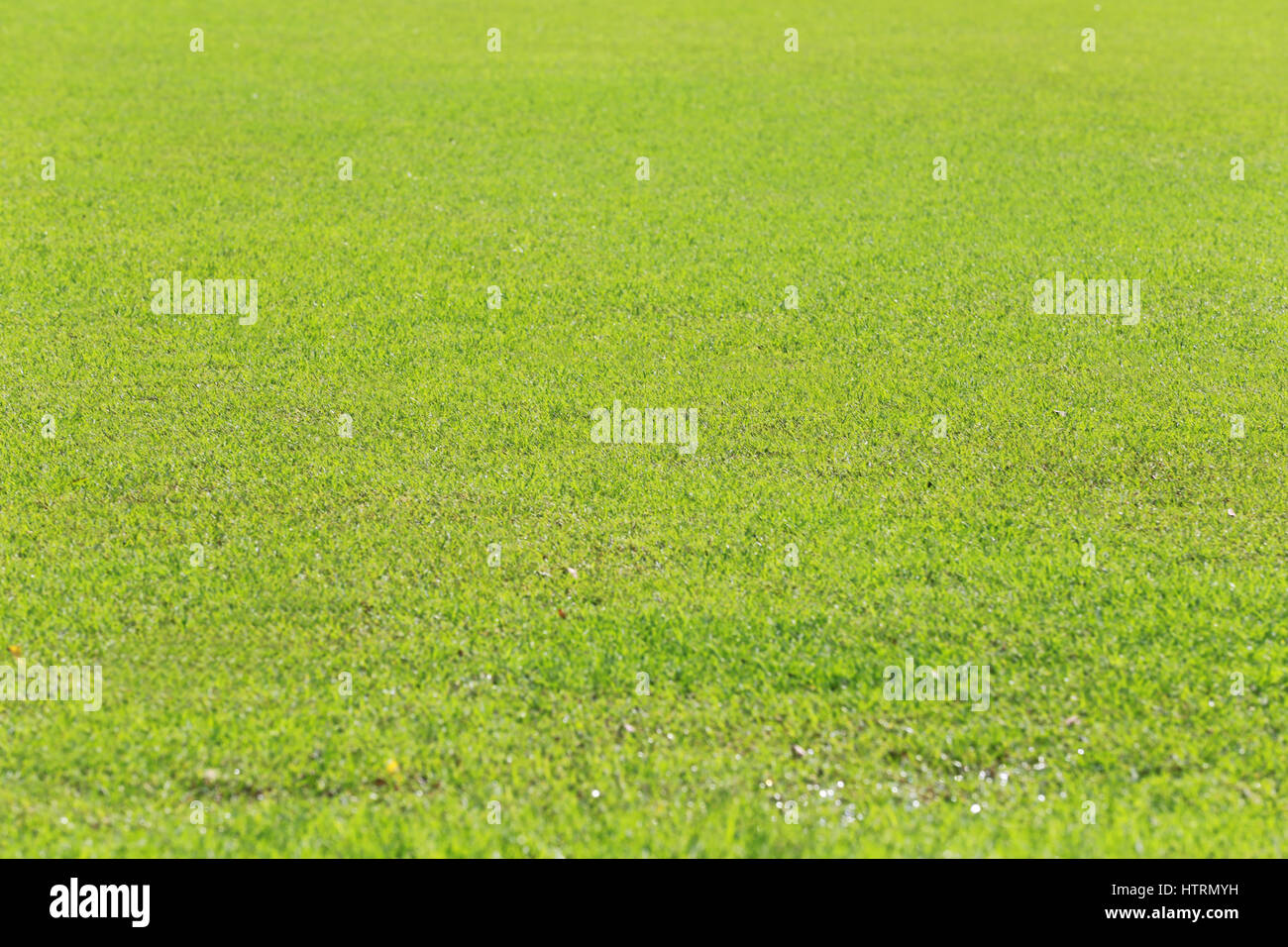 green lawn of the public park,Low angle view selecting areas of focus ...