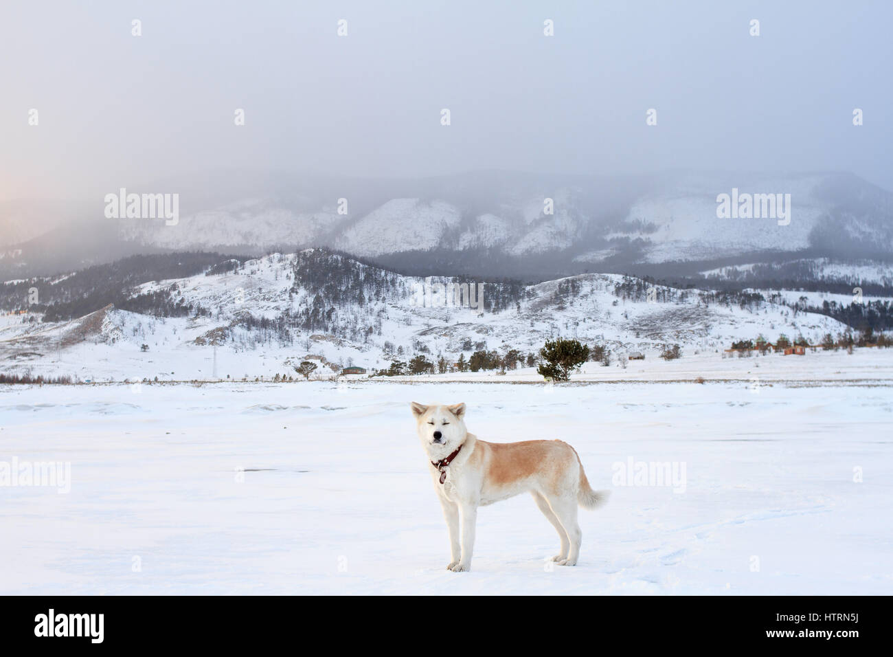 Beautiful Japanese Akita Inu dog in the mountains in winter on Lake ...
