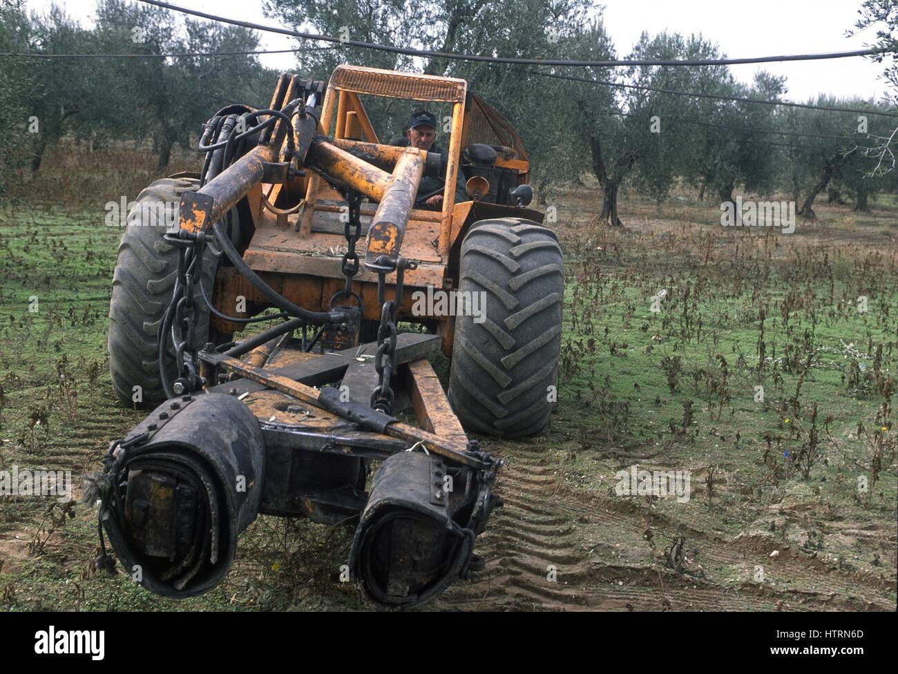 Shaking machine for the automatic harvest of the olives in Cerignola ...