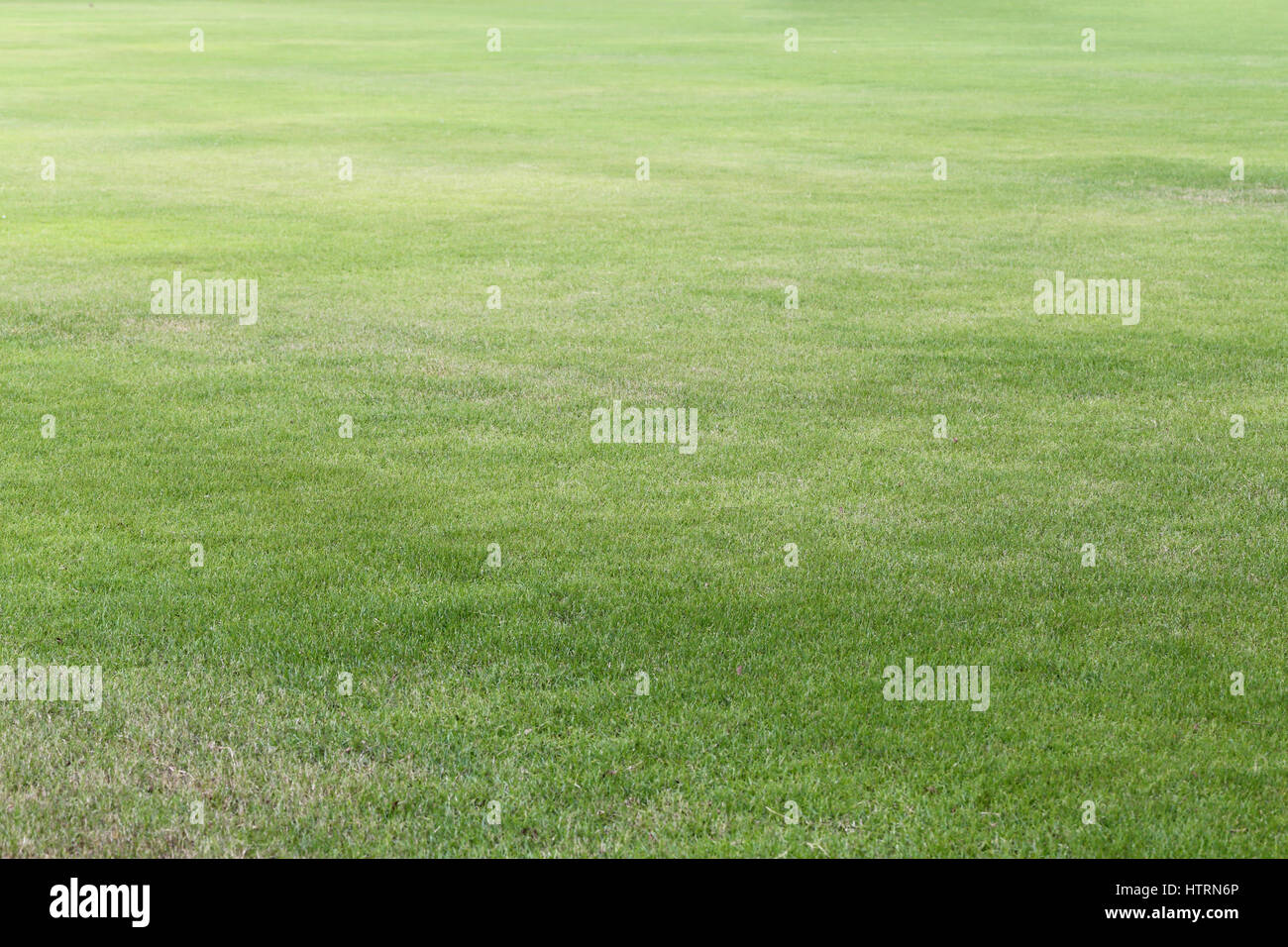 green lawn of the public park,Low angle view selecting areas of focus ...