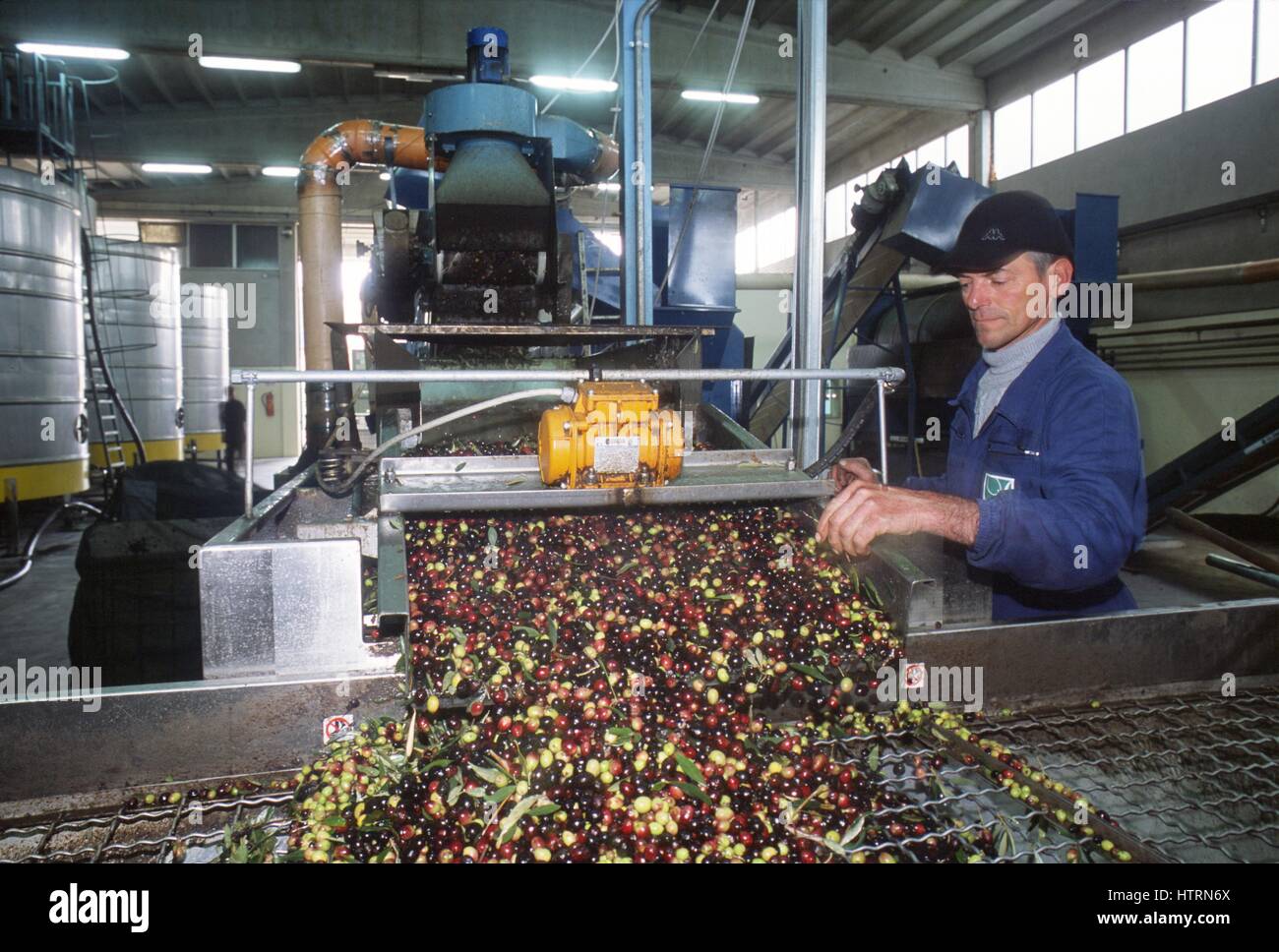 Automatic crusher for the squeeze of the olives and the production of ...