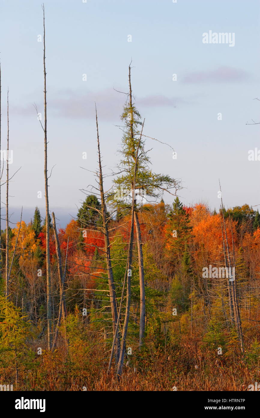 Dead trees in a wetland in the Fall Stock Photo - Alamy