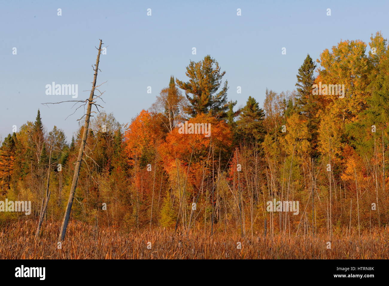 Quebec canada wetlands autumn hi-res stock photography and images - Alamy