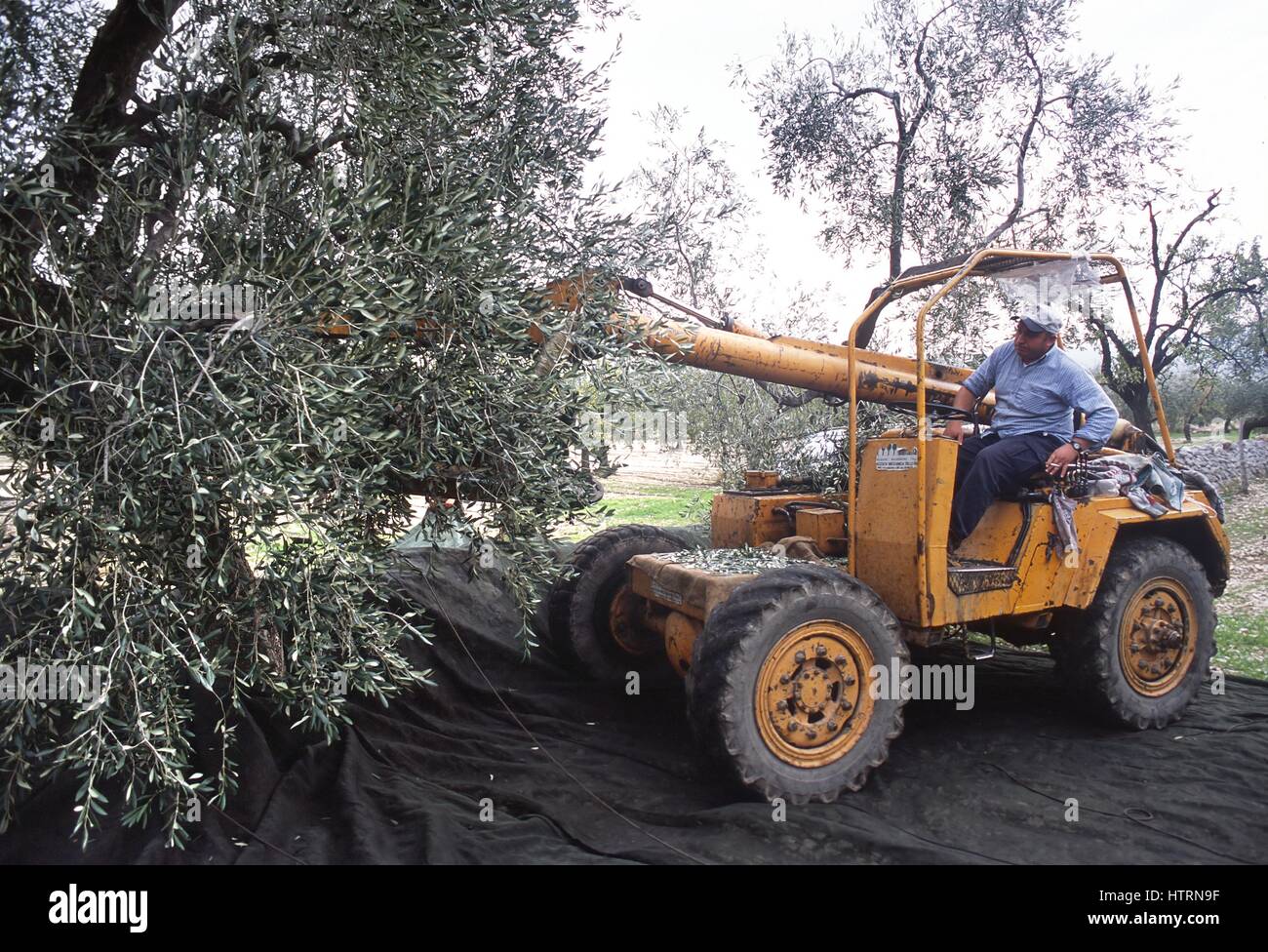 Tree shaking machine hi-res stock photography and images - Alamy