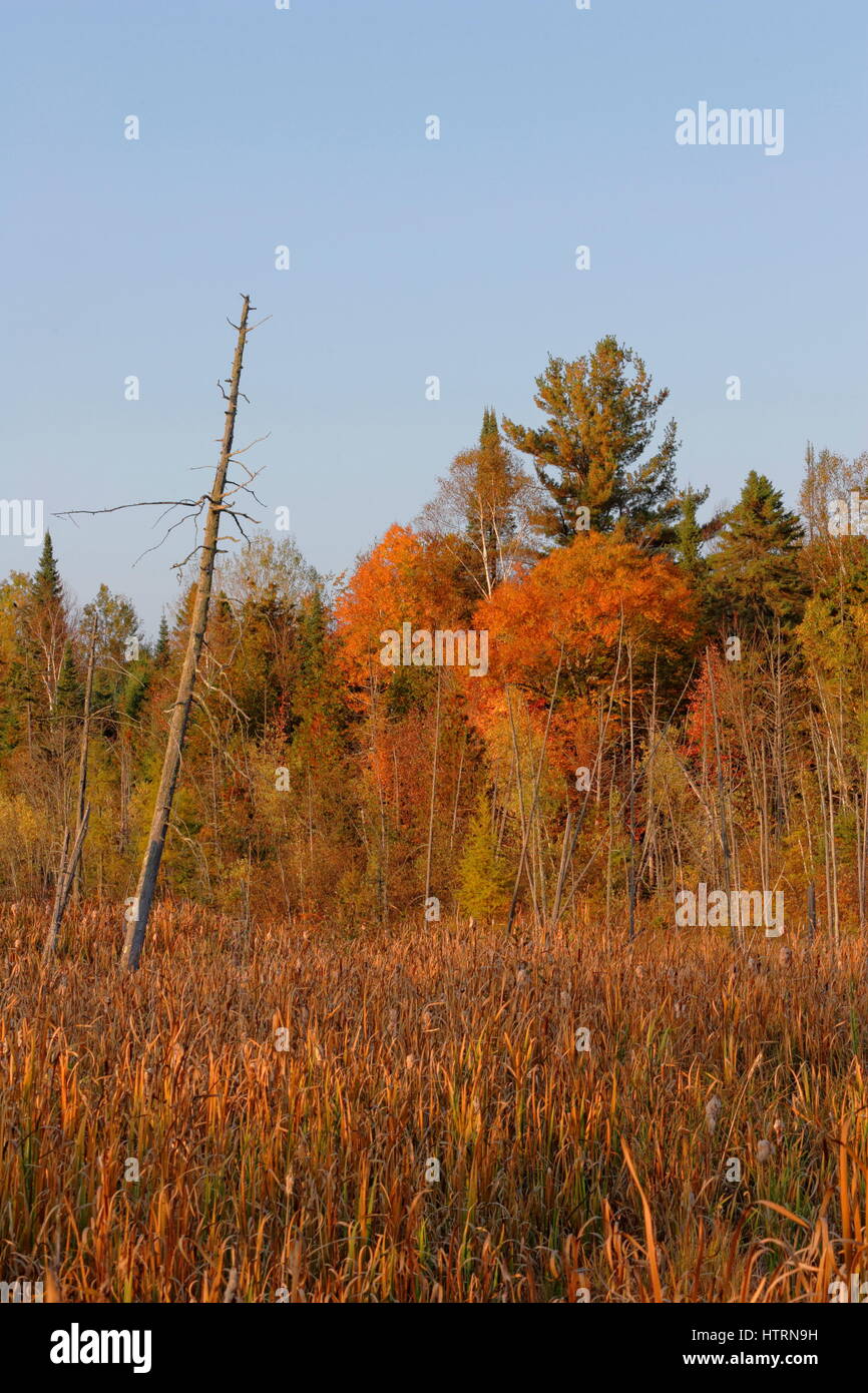Wetlands fall scenic Stock Photo - Alamy