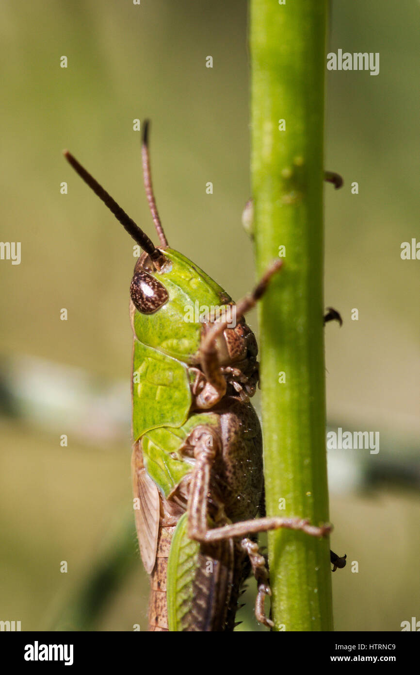 Grasshopper green hopper insect hi-res stock photography and images - Alamy
