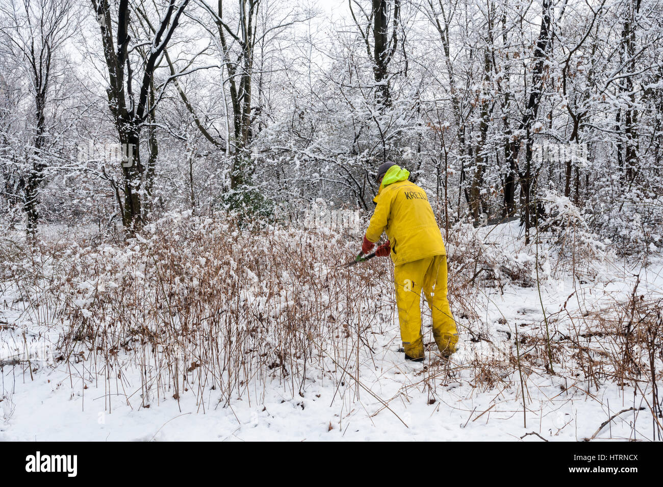 A Dept. of Parks worker prunes plantings in Central Park in New York on ...