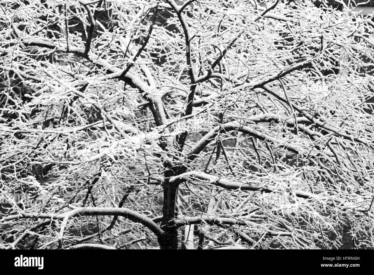 Heavy snowfall inches Black and White Stock Photos & Images - Alamy