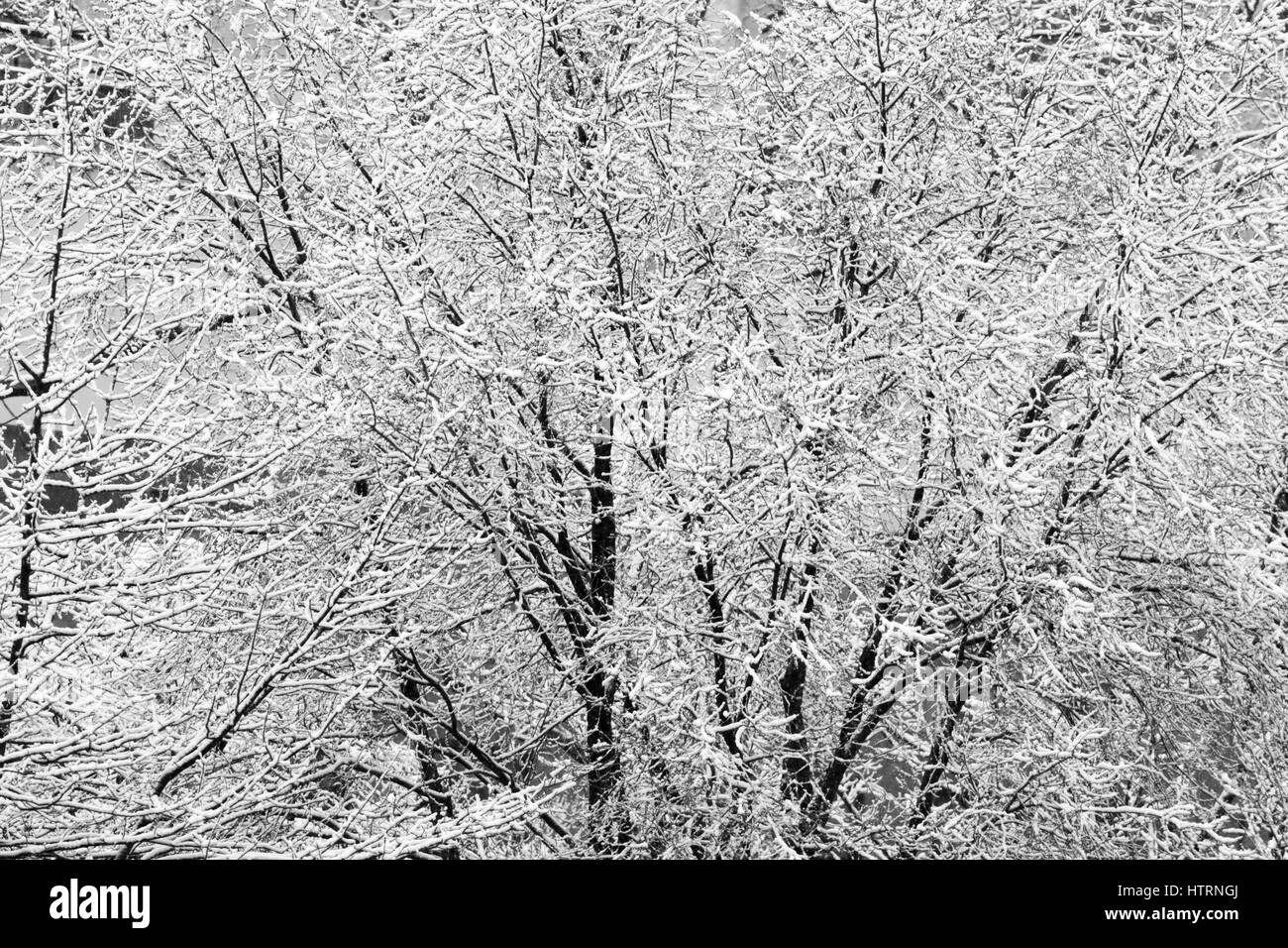 Heavy wet snow sticks to the branches of trees in the Chelsea ...