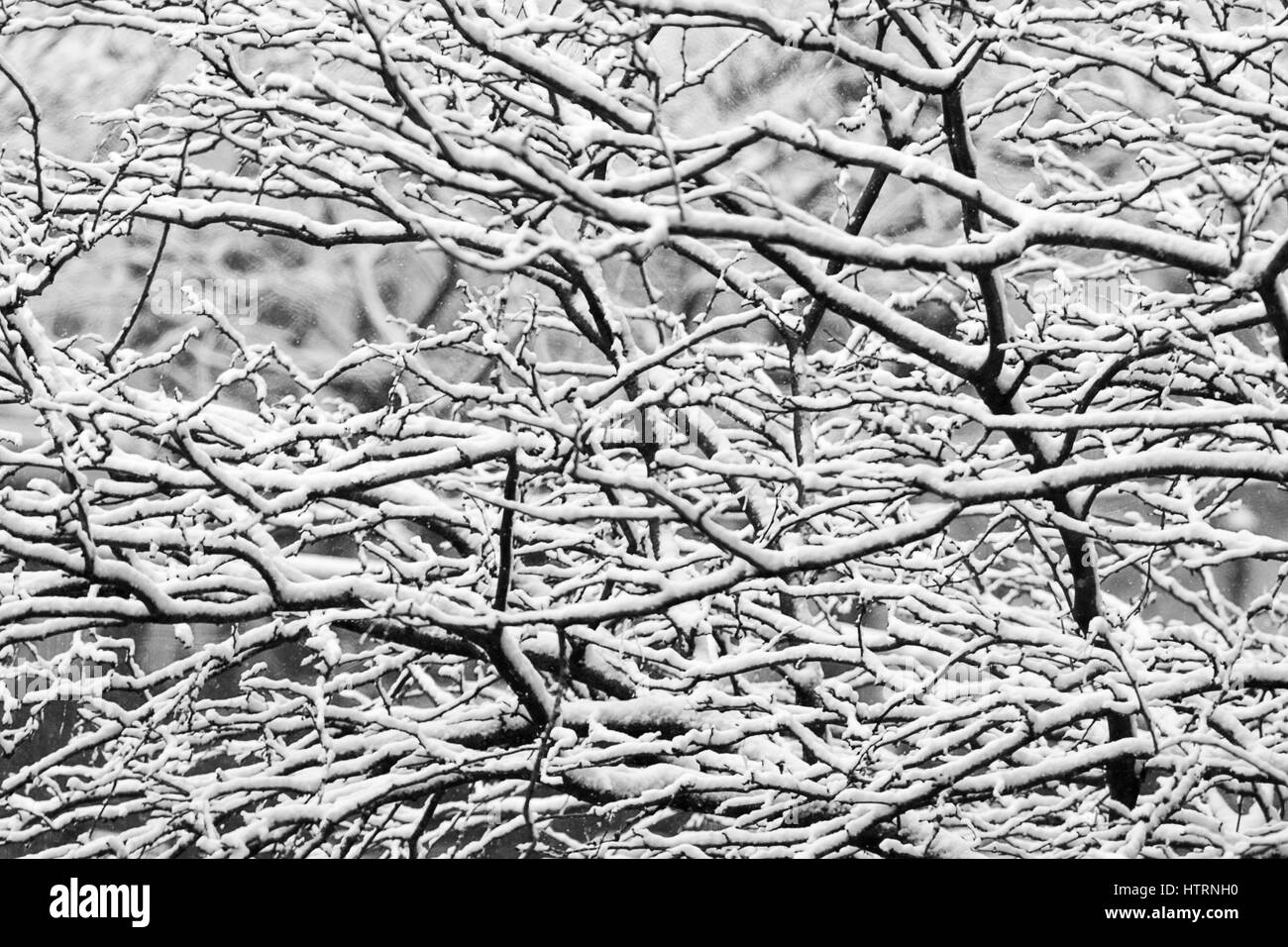 Heavy snowfall inches Black and White Stock Photos & Images - Alamy