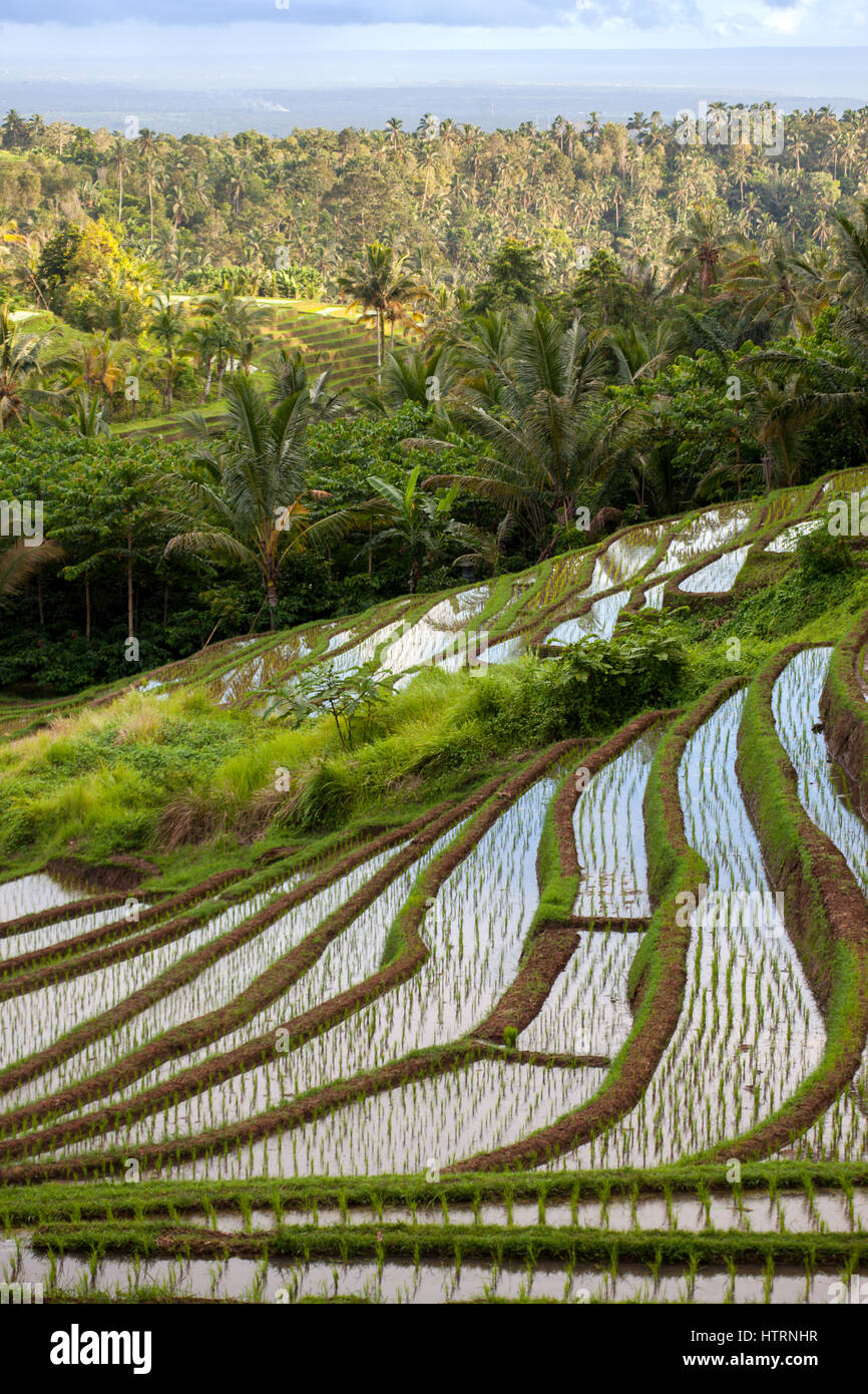 Rice fields on terraces with Irrigation system, Bali, Indonesia Stock ...