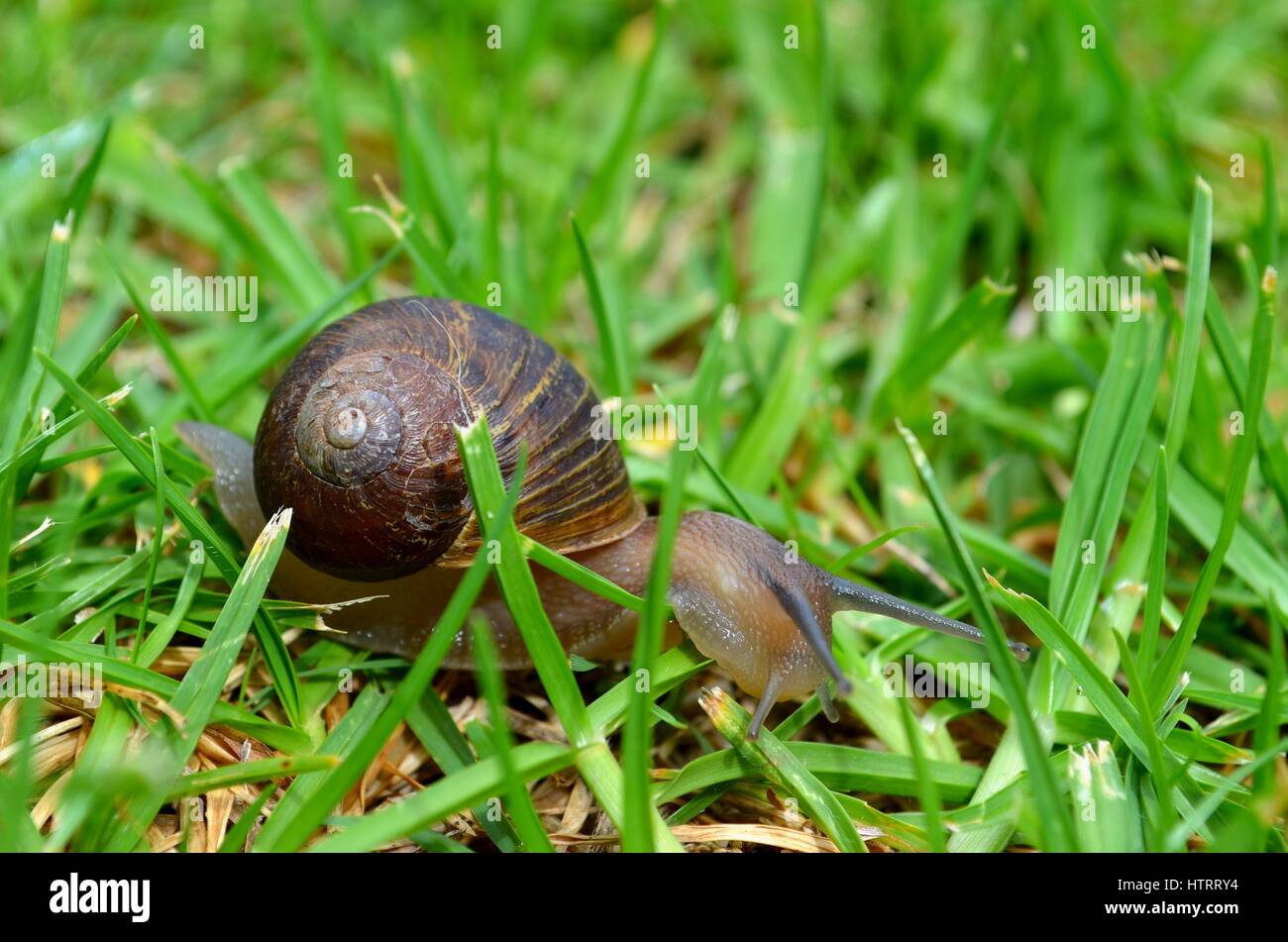Common garden snail moving across bright green grass after rain Stock ...