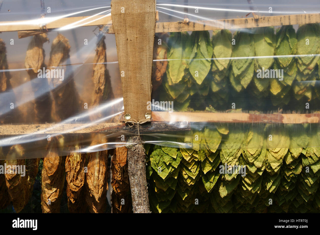 Traditional way of tobacco drying in tent, rural area Stock Photo - Alamy