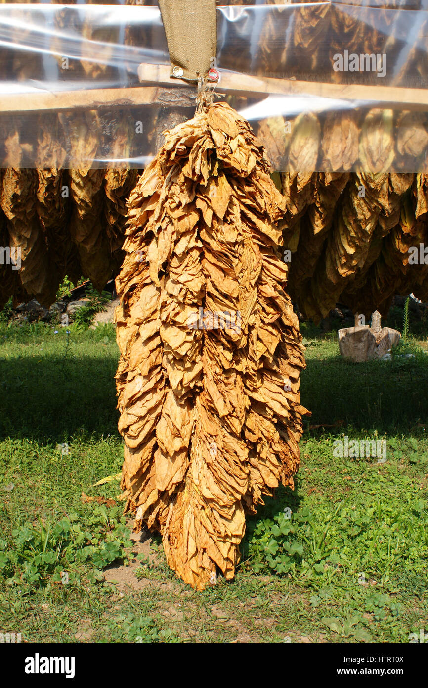 Traditional way of tobacco drying in tent, rural area Stock Photo - Alamy
