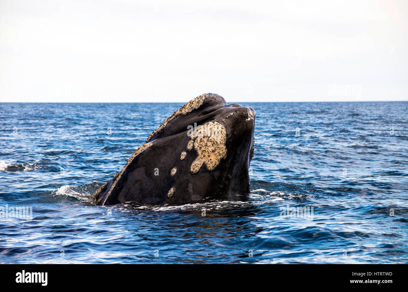 A southern right whale emerging from the sea Stock Photo - Alamy