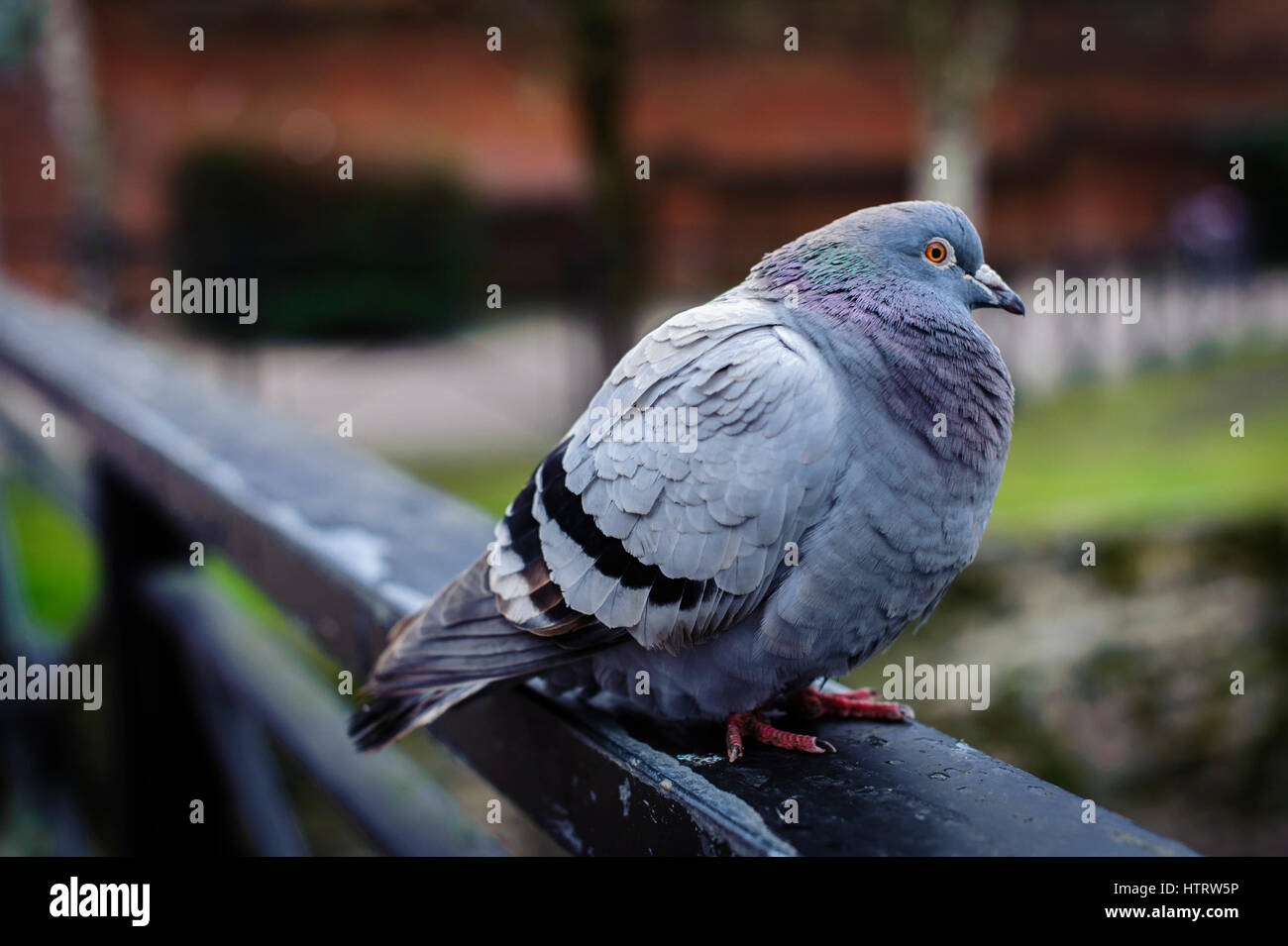 Pigeon wing hi-res stock photography and images - Alamy