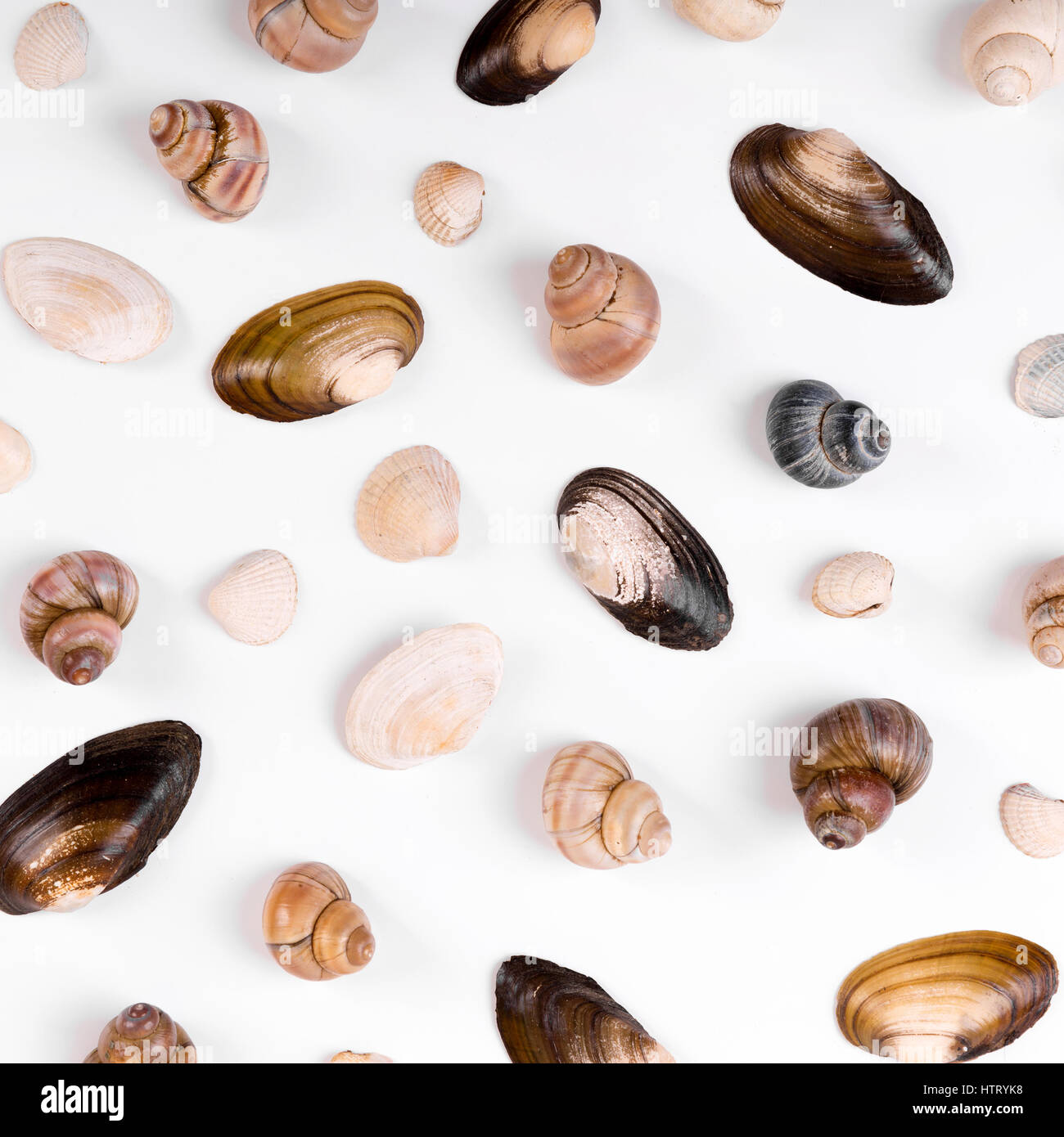 sea shells isolated on white background Stock Photo - Alamy