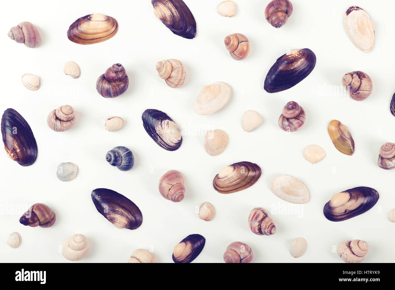 sea shells on white. top view Stock Photo - Alamy
