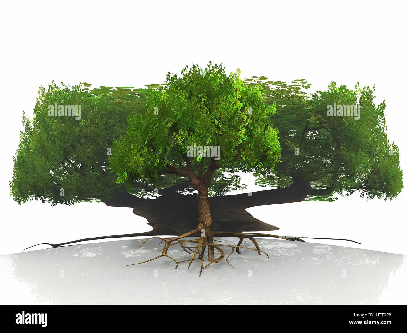 the green tree and its reflection Stock Photo - Alamy