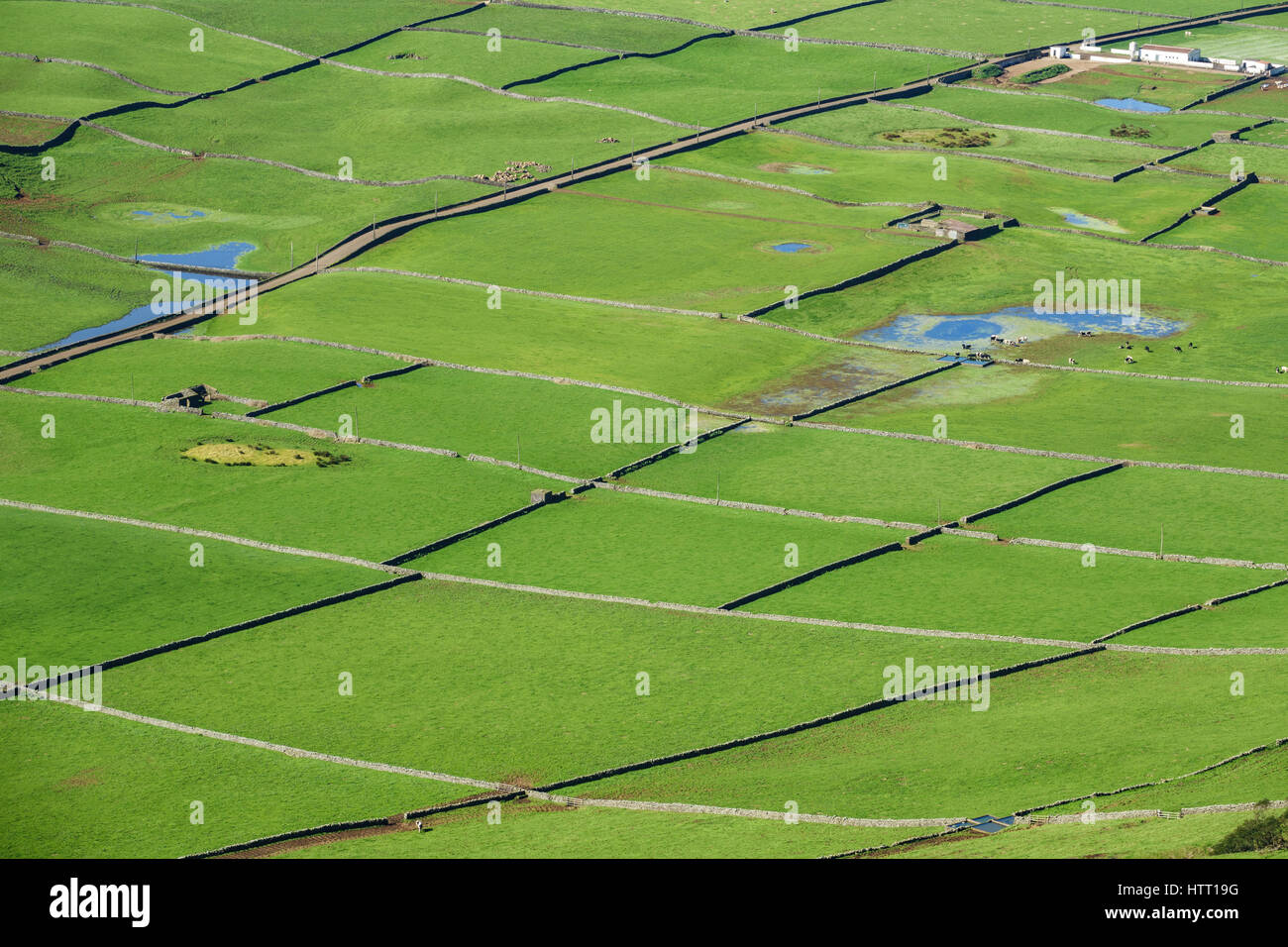 Farm fields with cows top view in the Terceira island in Azores Stock ...