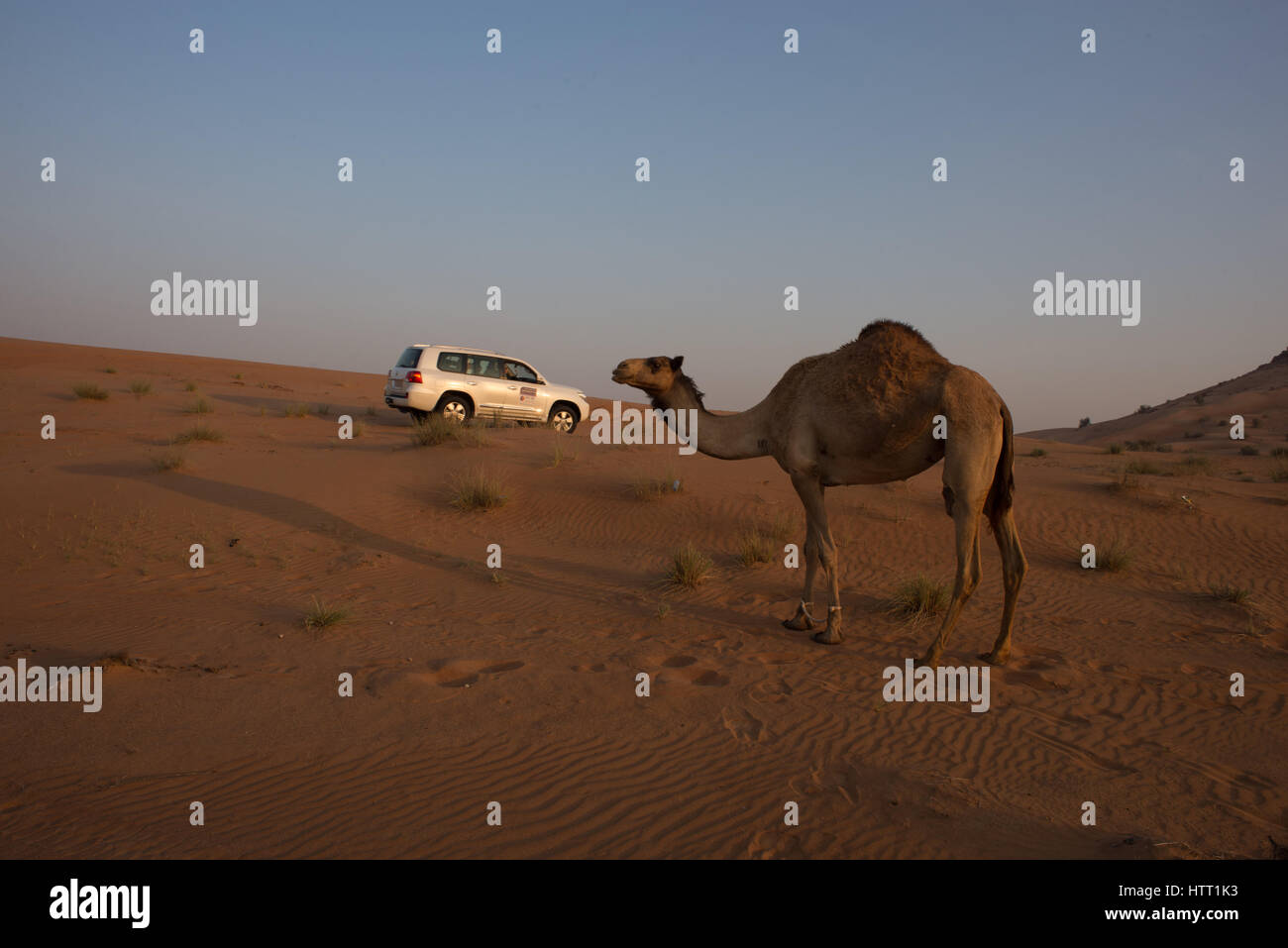 Uae desert camel hi-res stock photography and images - Alamy